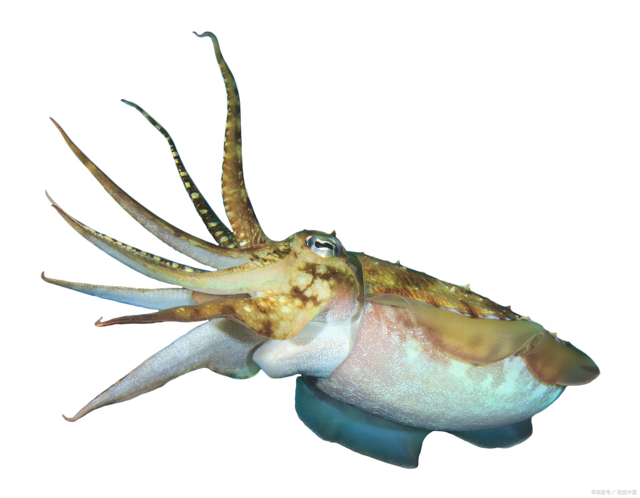 Share: What are the similarities and differences among octopus ...