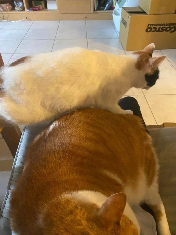 The two cats like to lie on the owner's lap for a whole day, and they ...