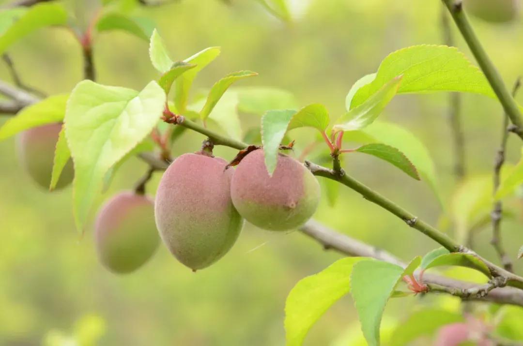 The wax plum is not a wax plum, nor is it a plum blossom - iNEWS