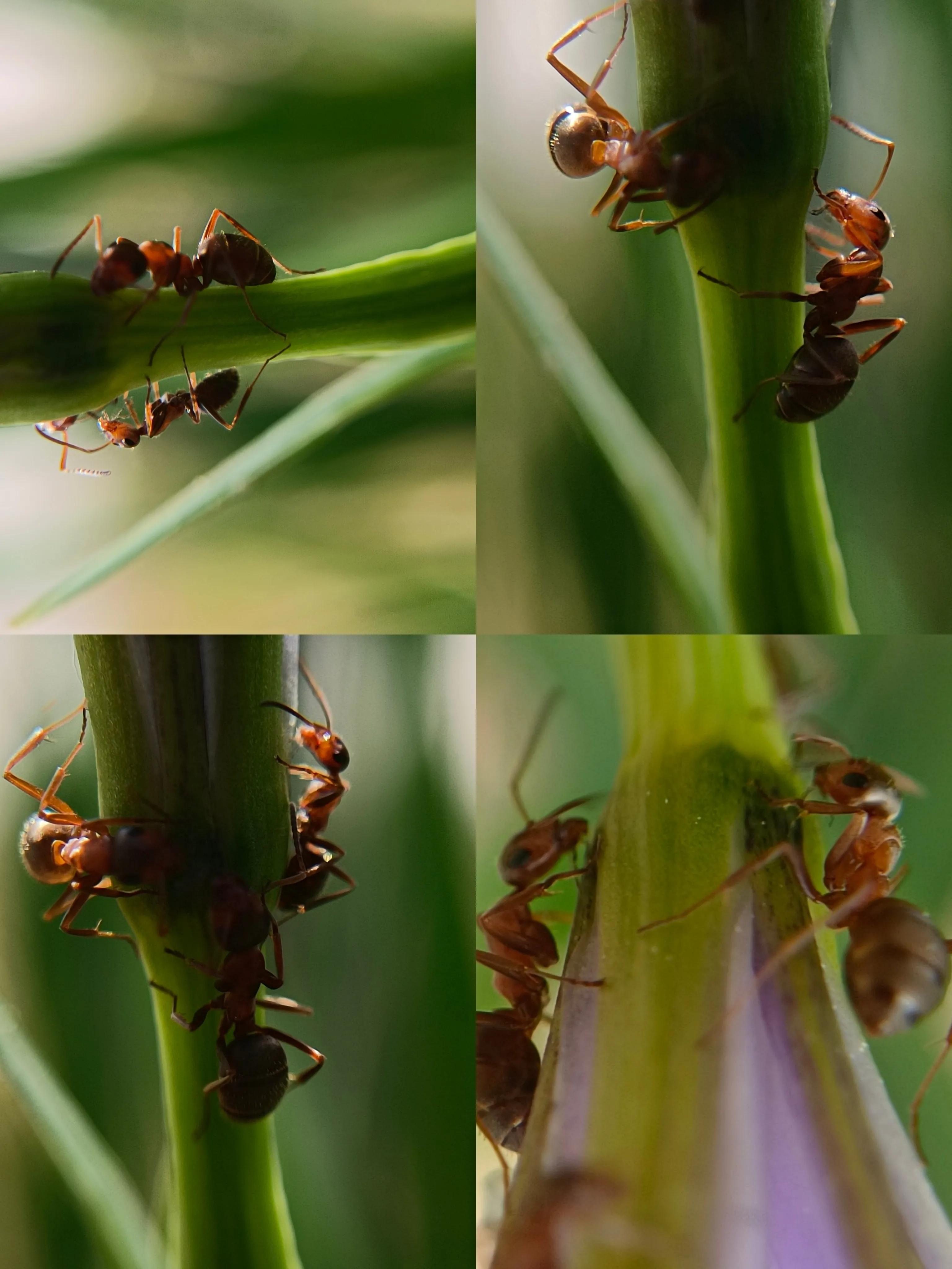 Micro-patted little ants to understand the habits of ants - iNEWS