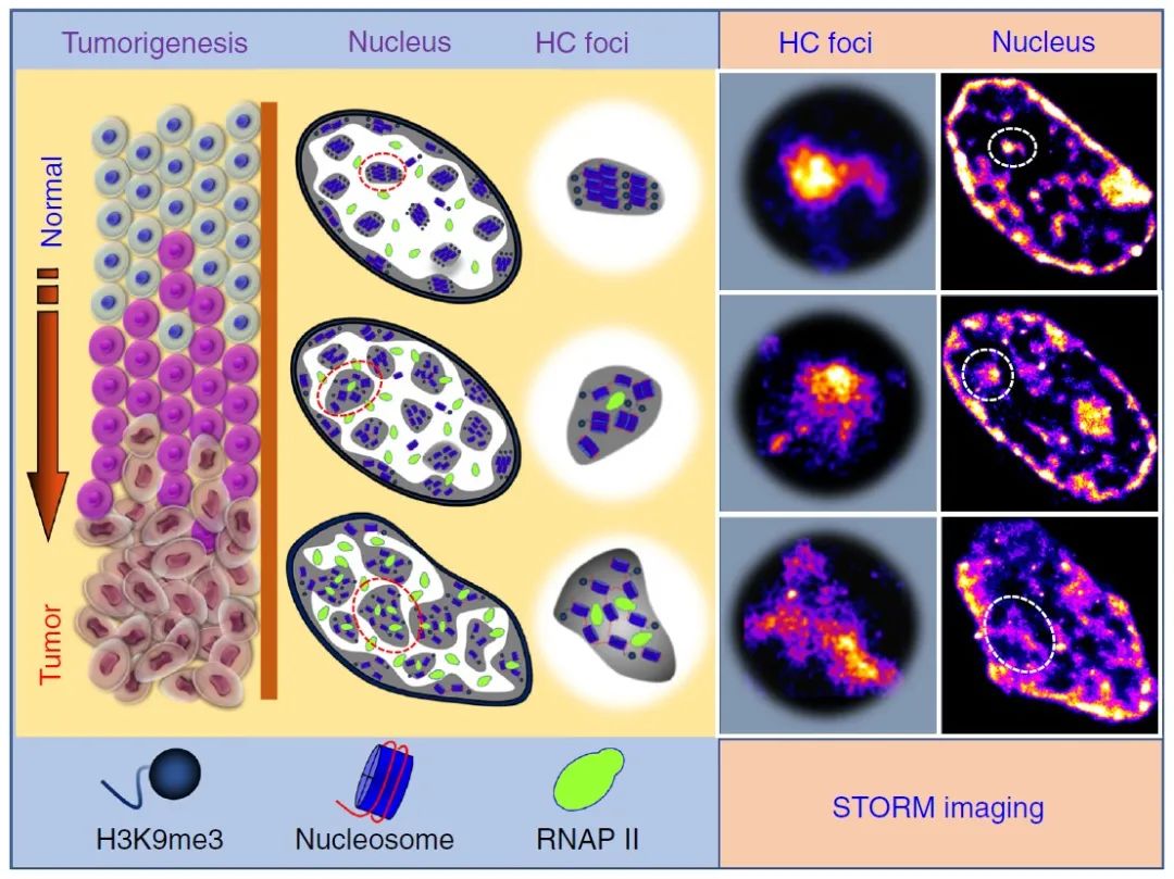 Stochastic optical reconstruction microscopy STORM reveals the ...