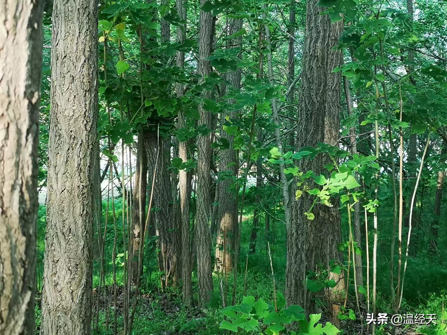 Anthology of Headline Poems: Poet Yang Lin in Changsha, Hunan ...