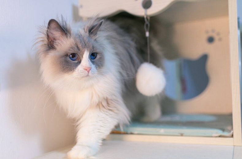 The most beautiful puppet cat has elegant and noble temperament and ...