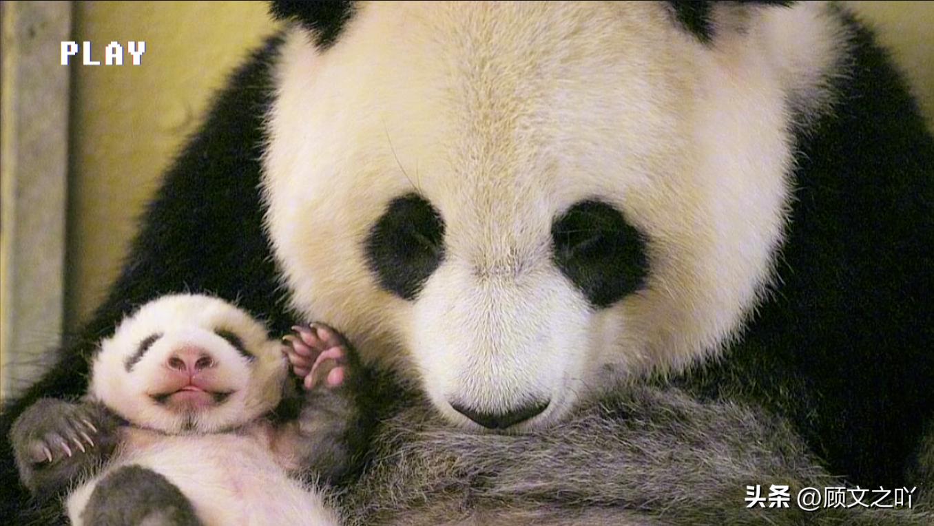 "Yuanmeng", a panda living in France, embarked on a journey back to ...