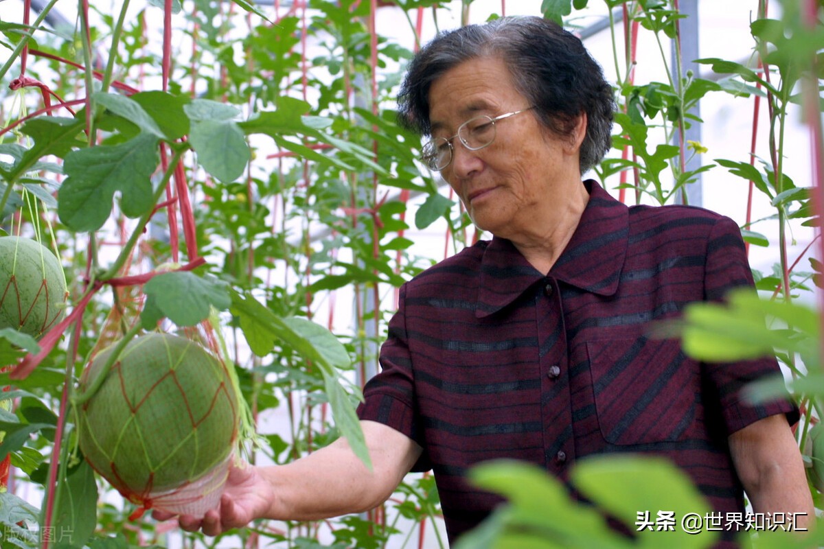 The most melon-eating country in the world, watermelon grandma Wu ...