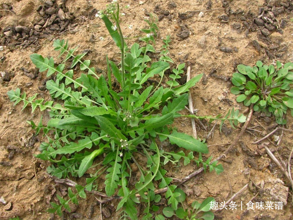 Common elm money in spring, share 3 nutritional practices, fragrant and ...