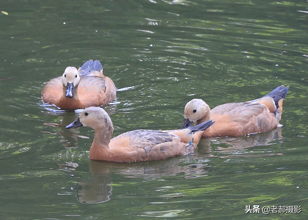 Yellow wild duck - red hemp duck - iNEWS