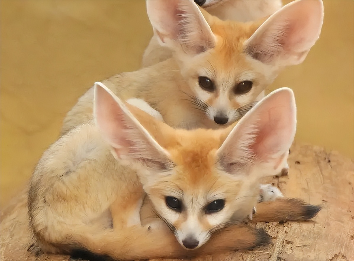 Fennec Fox: From Mysterious Wilderness to Bright Nova - iNEWS