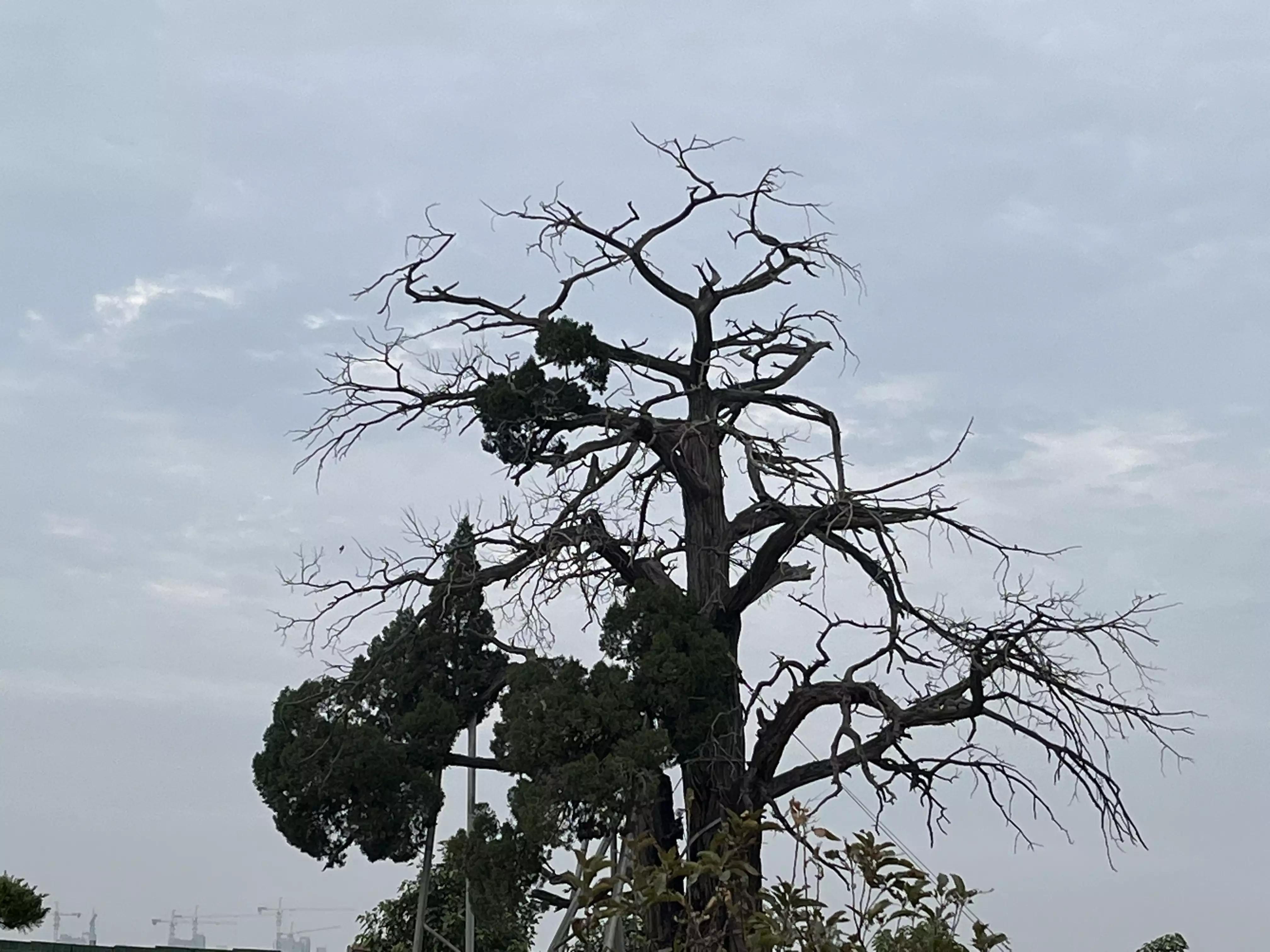 What does the five-leaf pine tree that Ji Lao dreams of look like? - iNEWS