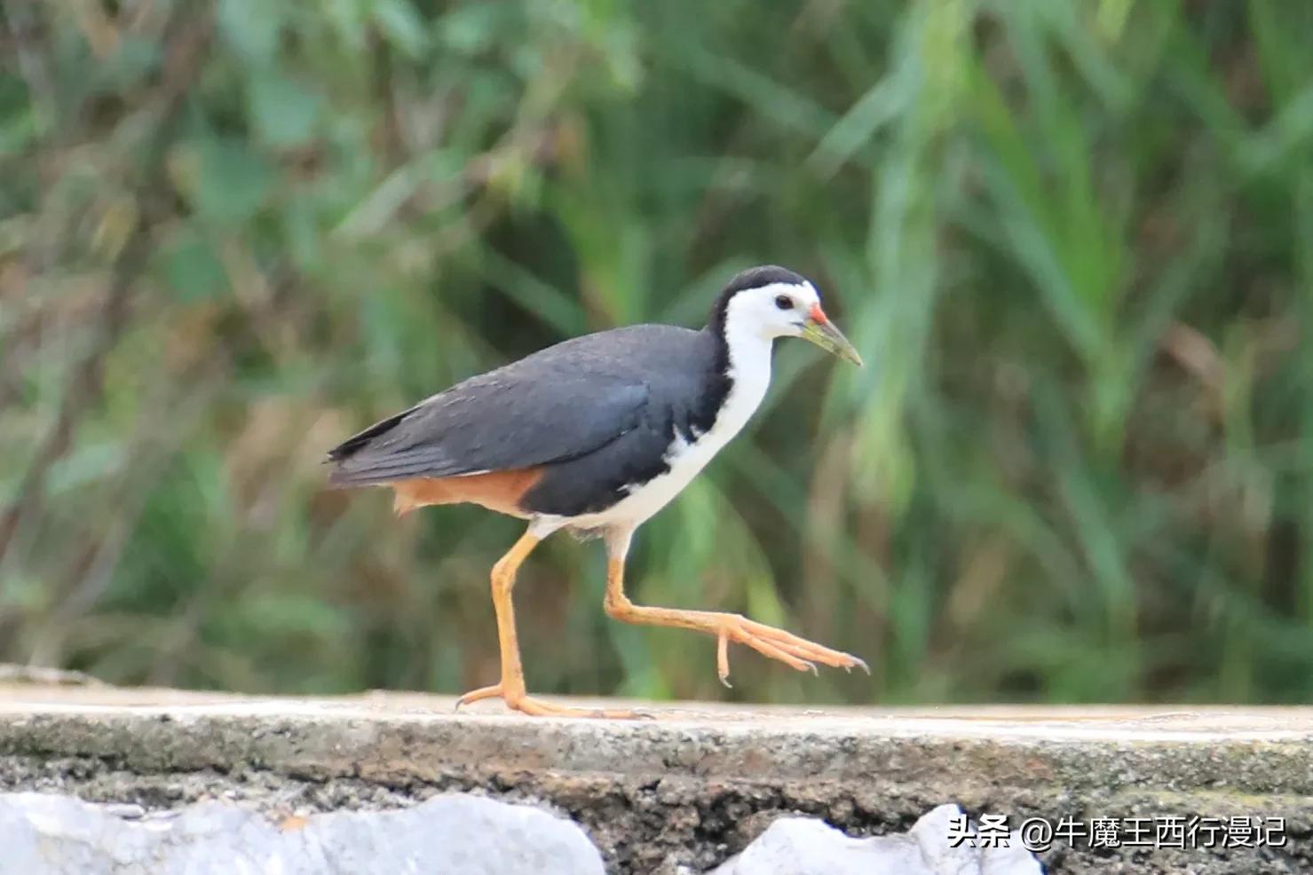 White-breasted bitter bird courtship stepping on the back real shot - iNEWS