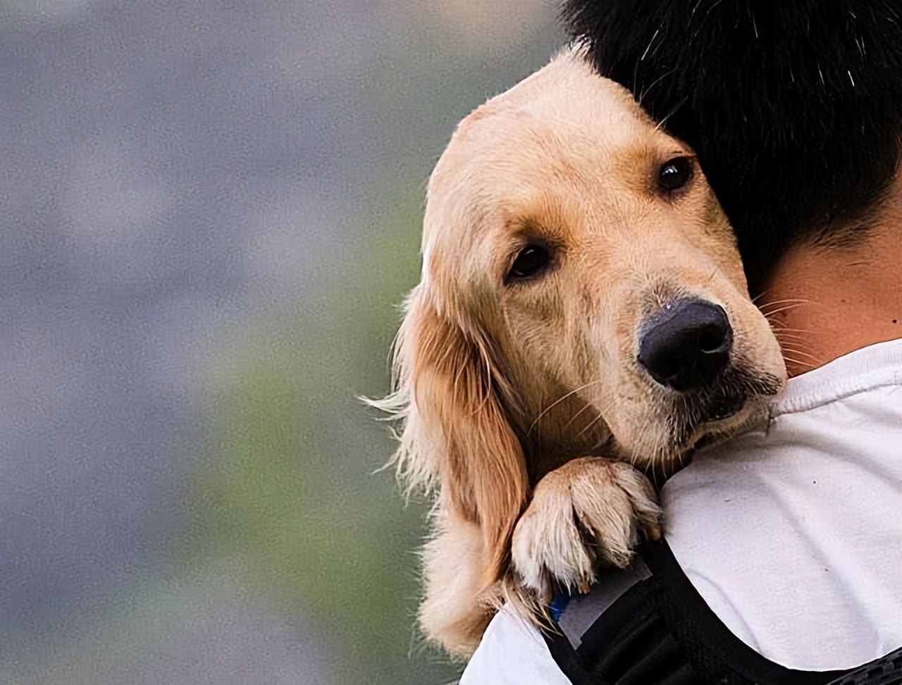 These 6 kinds of dogs are very "loyal", as long as you give them a bite ...