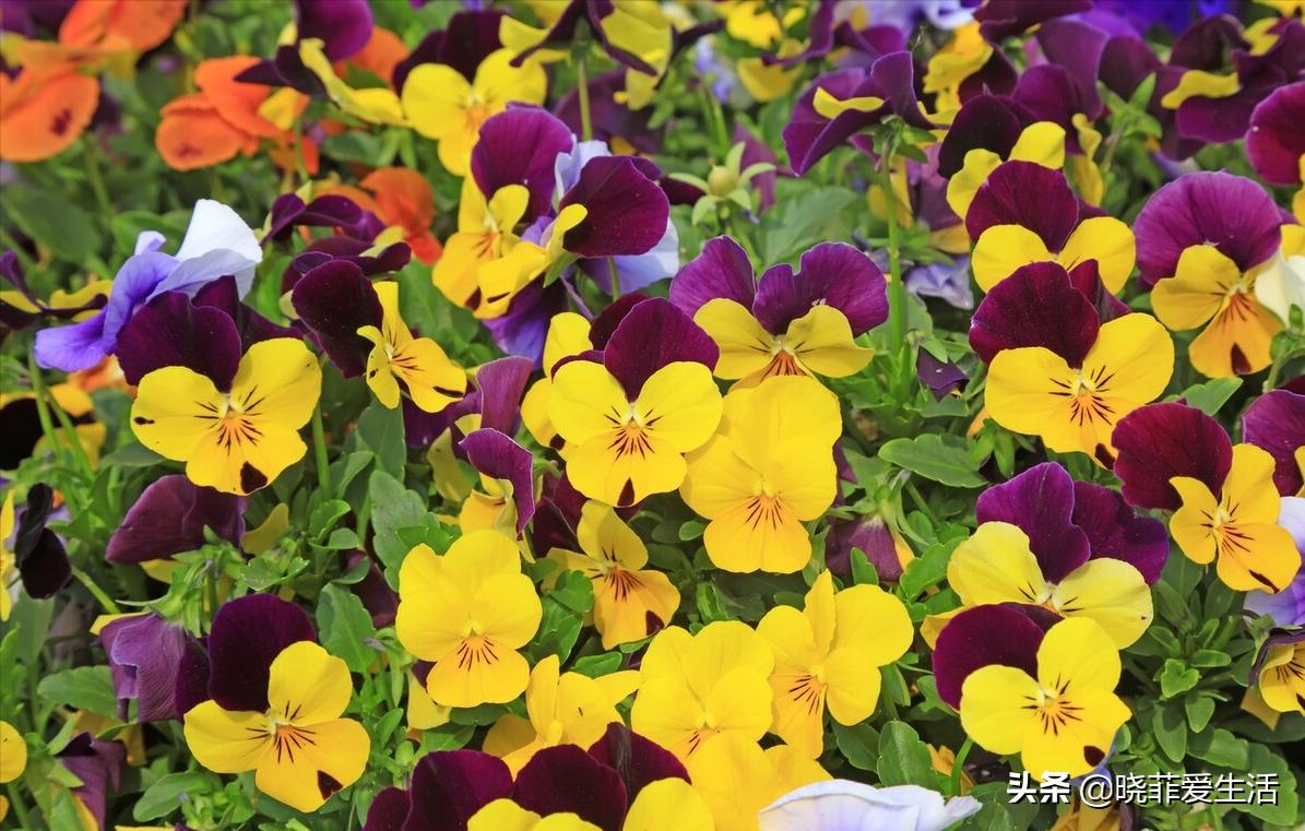 6 kinds of "cold-resistant flowers" that can "bloom brilliantly" even ...