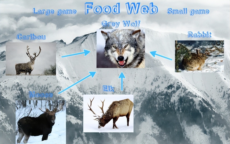 Why do wolves change the course of rivers - iNEWS
