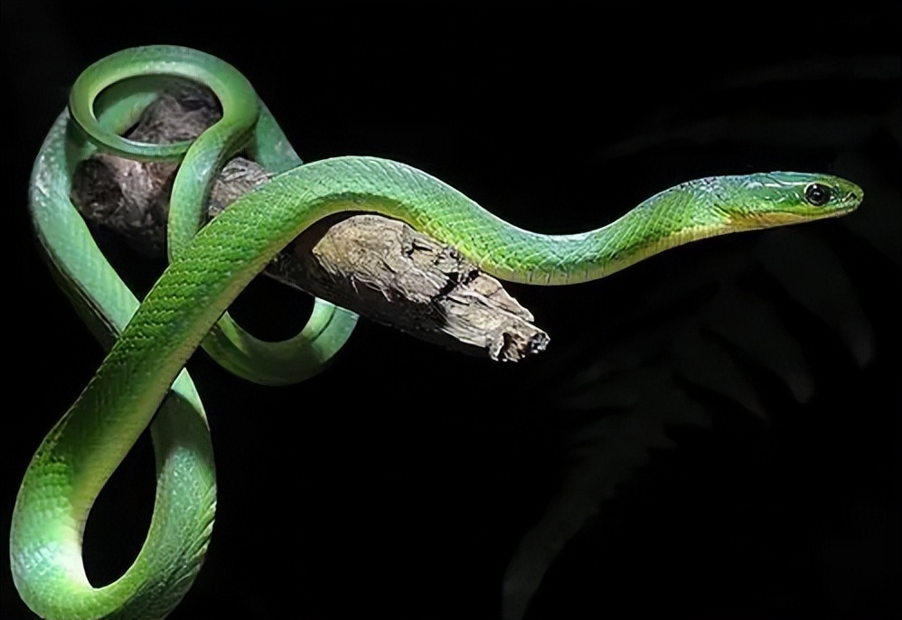 The Origin and Development of Snakes, From Early Times to Modern Times ...