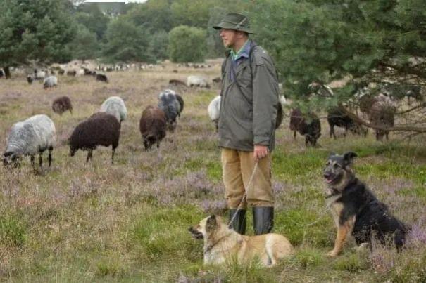 Why are wolves afraid to attack sheep protected by sheepdogs?Can a wolf ...