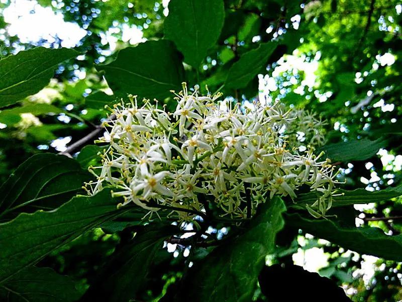 Hairy tree, a rare ancient tree species - iNEWS