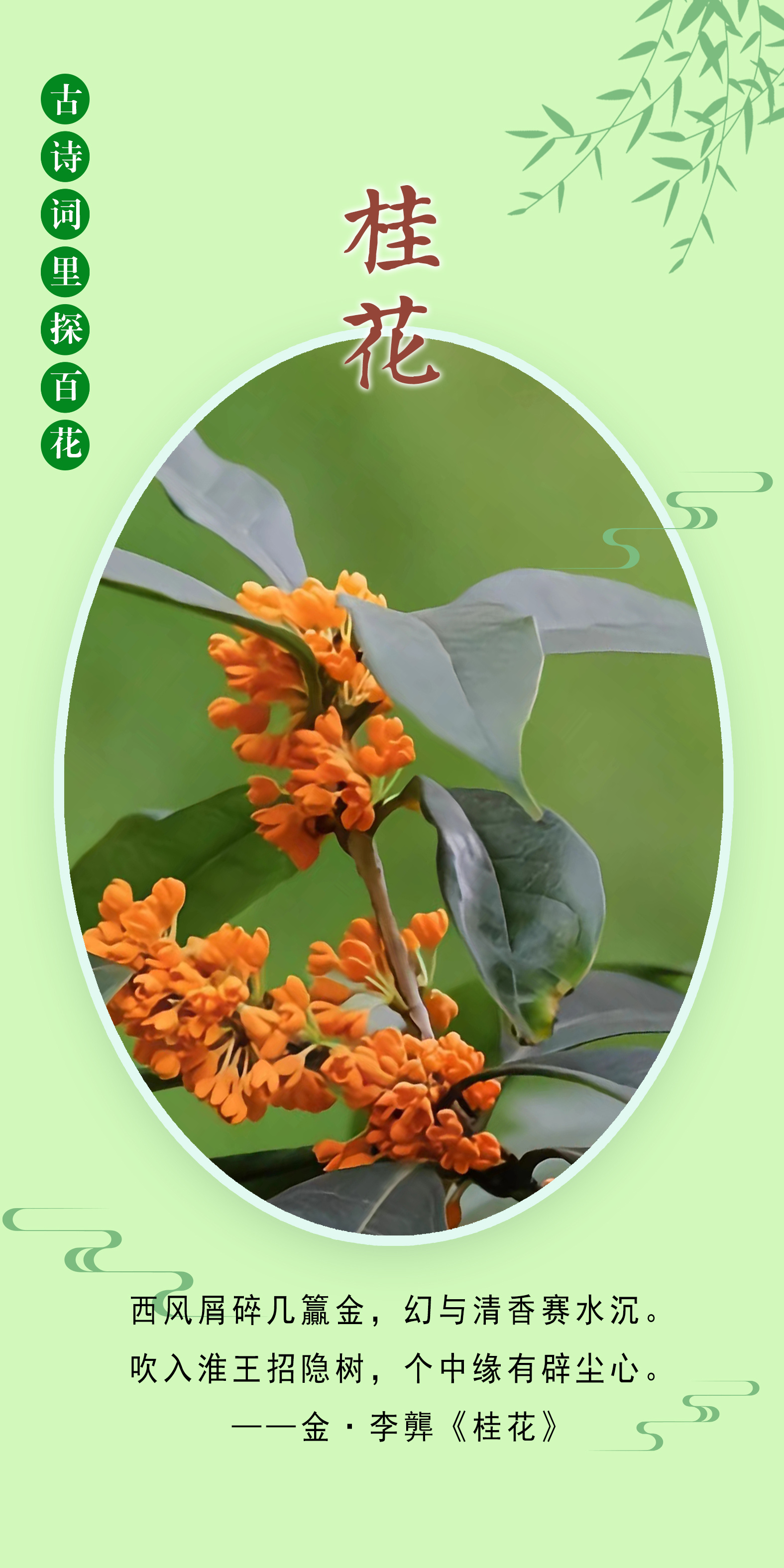 Exploring Hundred Flowers in Ancient Poems: Osmanthus - iNEWS