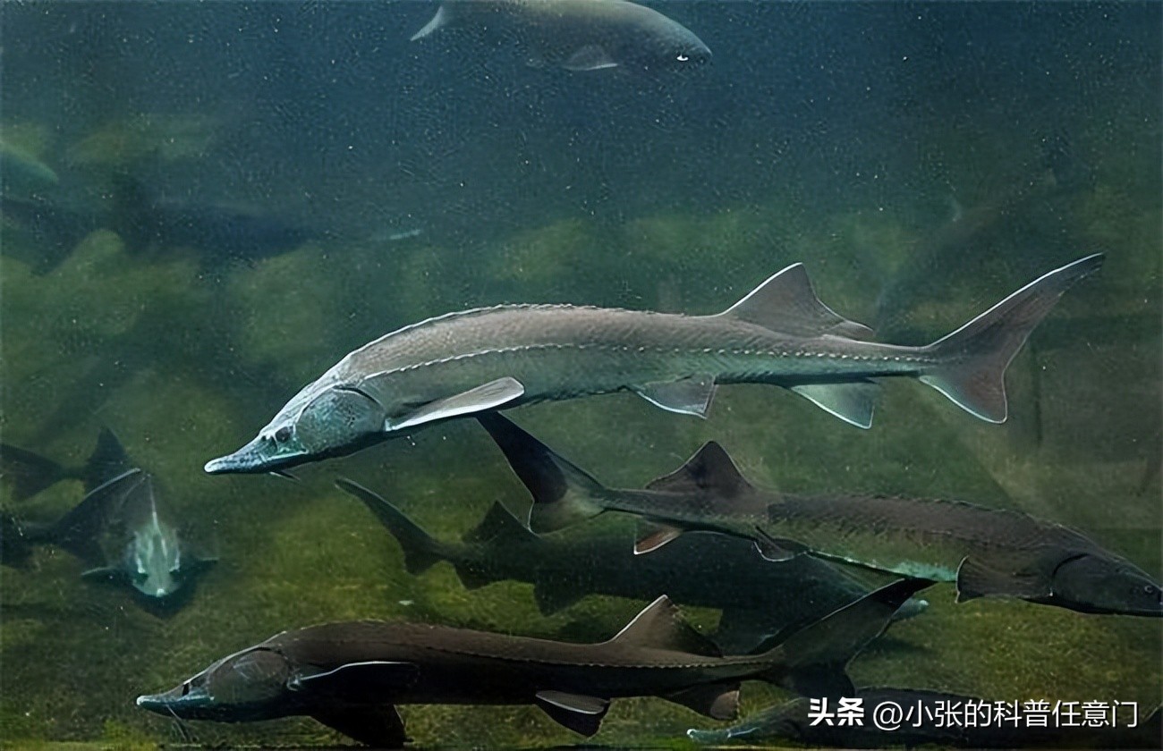How does global warming affect cold-water sturgeon?Through the analysis ...