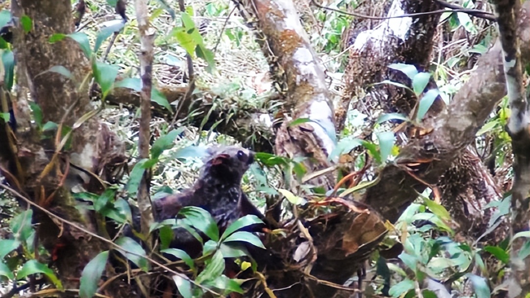 Monitor captures rare video of black crested gibbon fighting flying ...