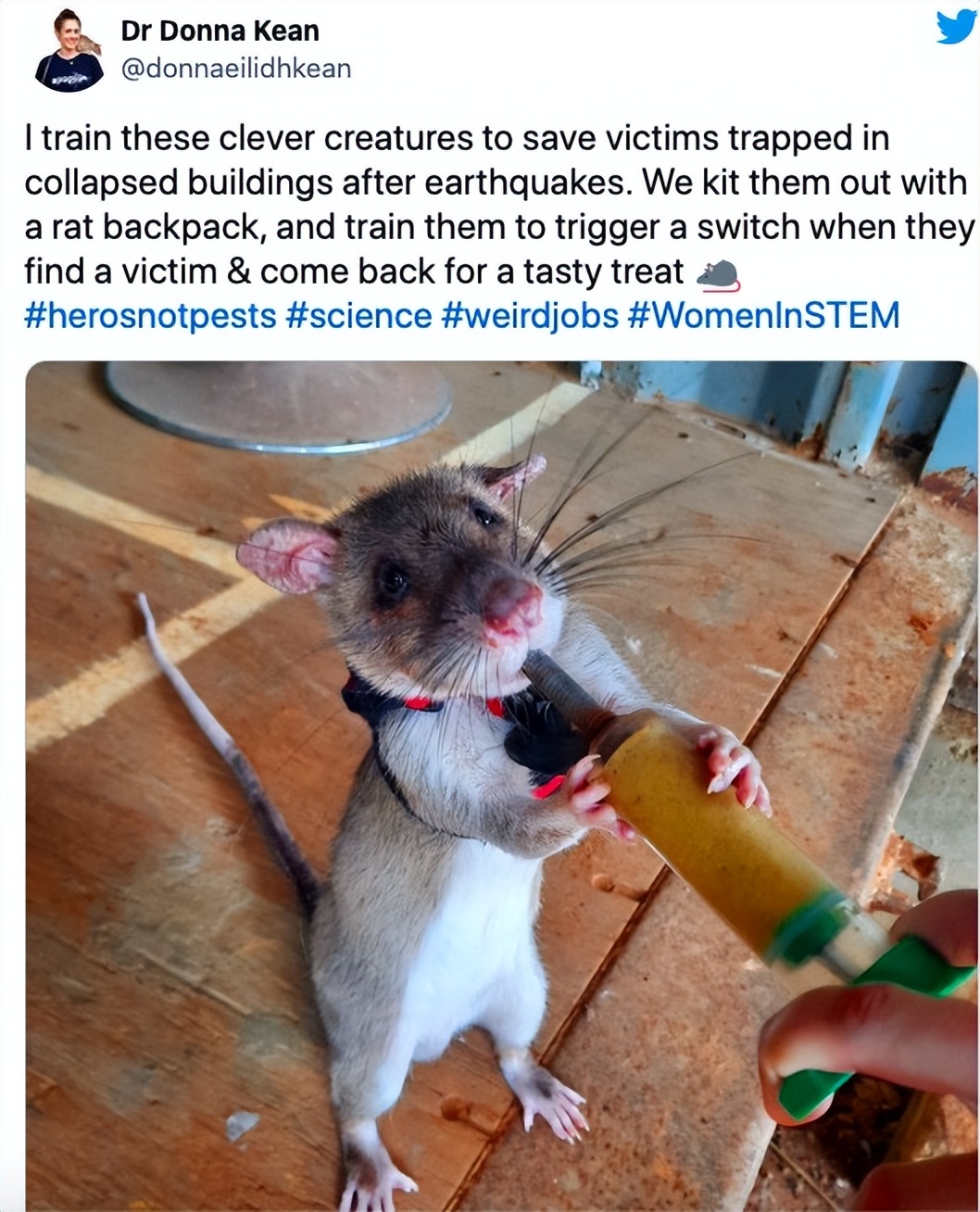 Train rats to find survivors from the earthquake debris!This foreign ...