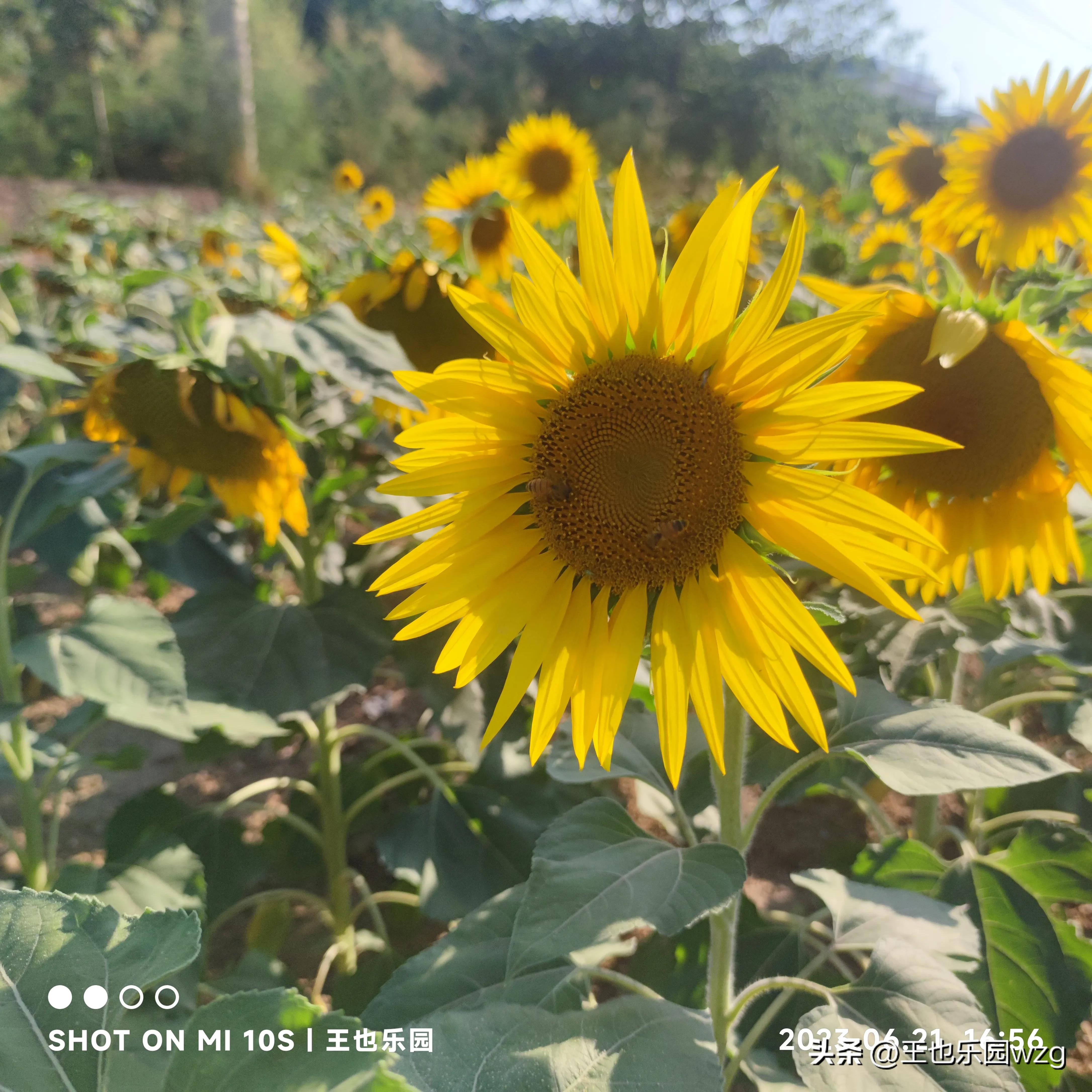 Appreciation and analysis of ancient poems with pictures [Autumn ...