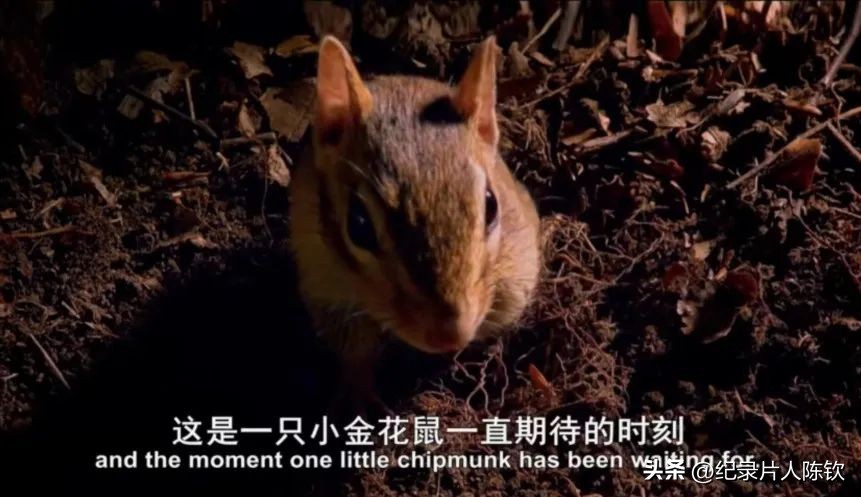 BBC Inspirational Documentary "Little Giant 3D" is small and powerful ...