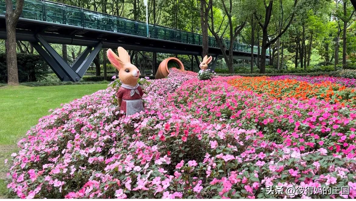 You can also see little squirrels in Xujiahui, Shanghai~ - iMedia
