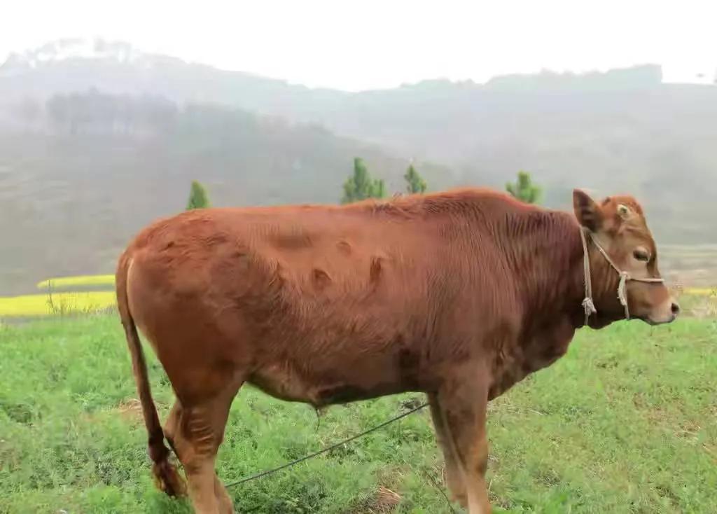 The story of Bian Que's discovery that bezoar can cure diseases - iNEWS