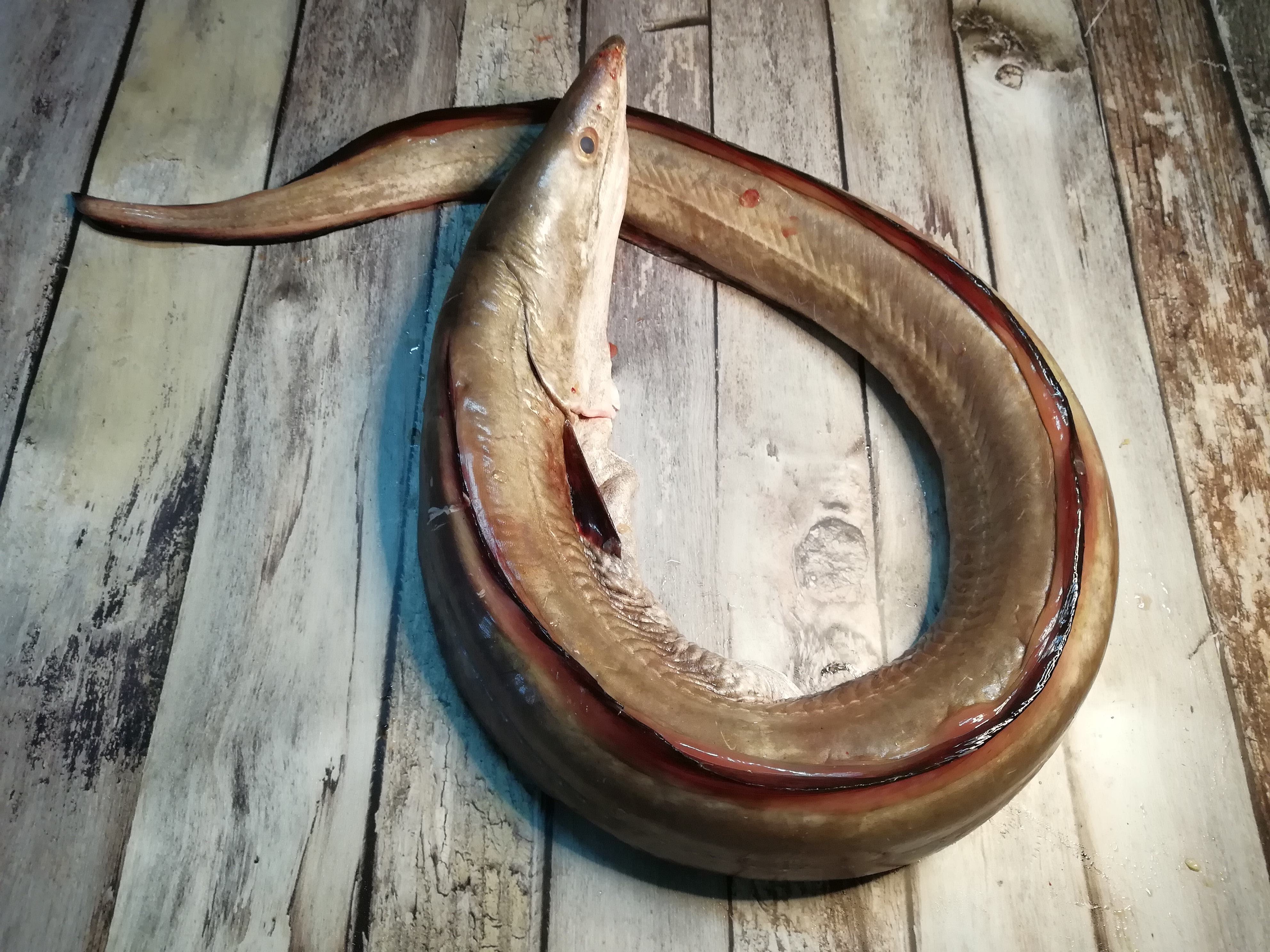 Case solved!The real body of the "water monster" in the Han River in ...