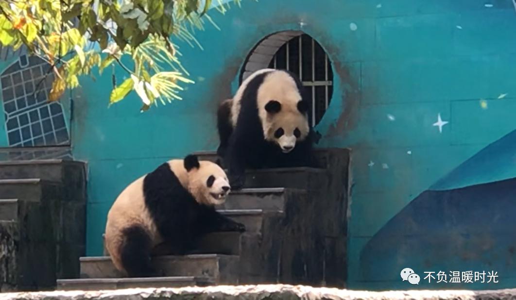 Giant panda Shuqin, the four fat ones are a bit wise and foolish - iNEWS