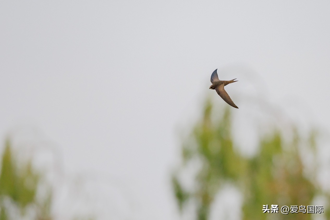 Beijing Swift︱Elf born to fly - iNEWS