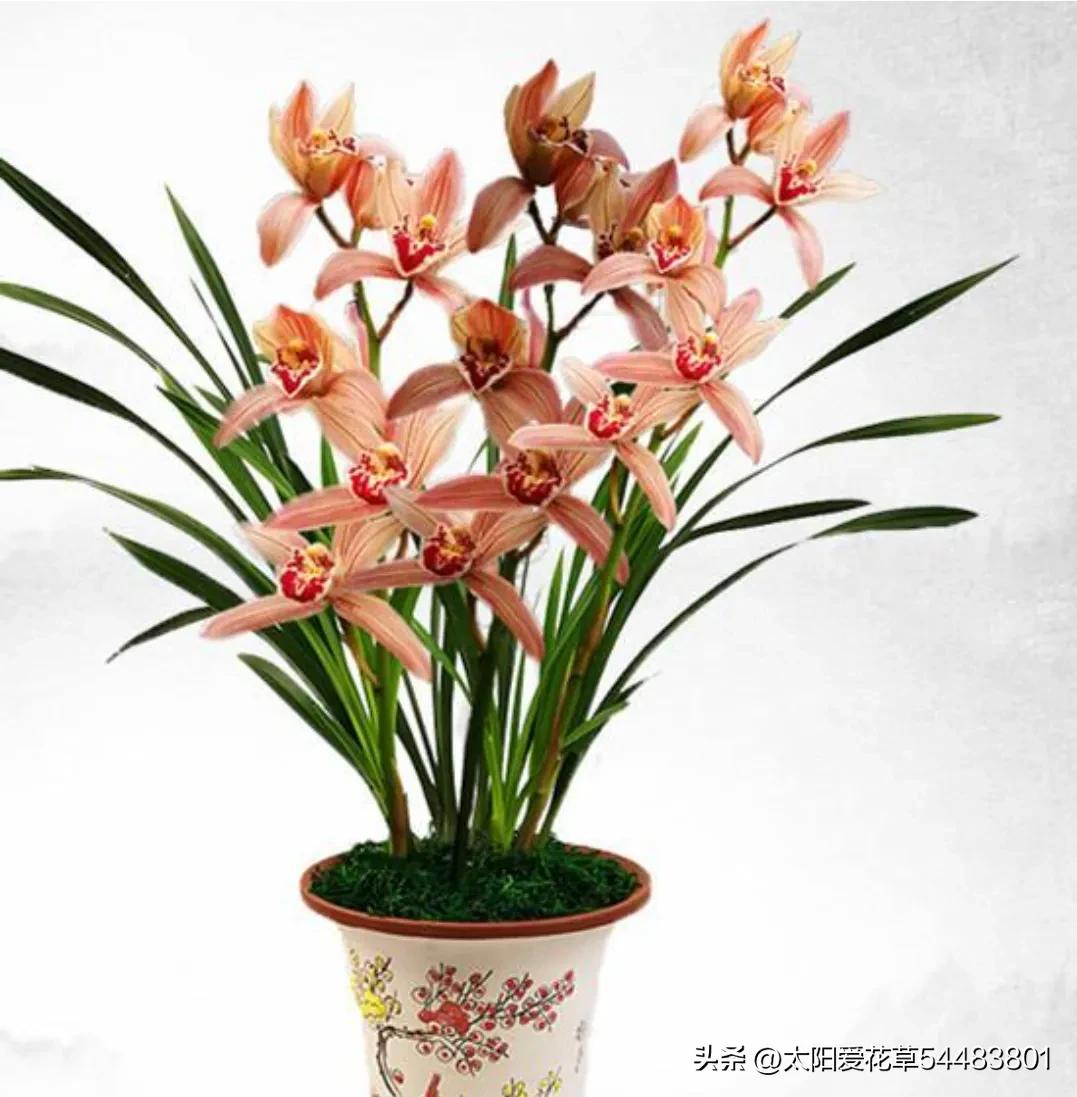 To grow orchids in summer, master the "2 joys and 2 fears", the leaves ...