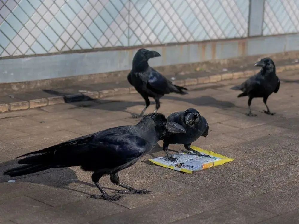 The crows are flooding, and the Japanese people eat it in one gulp! Raw ...