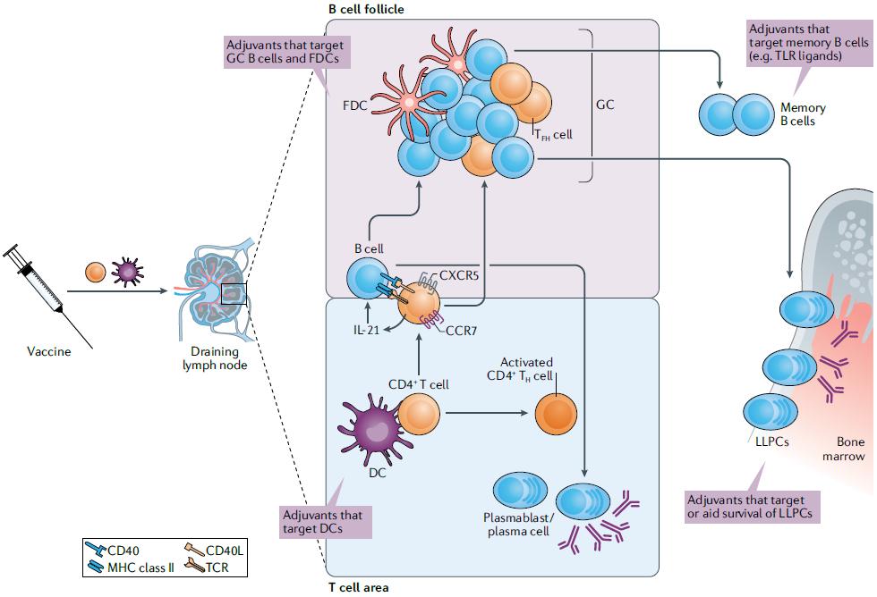 A century of vaccines - iNEWS