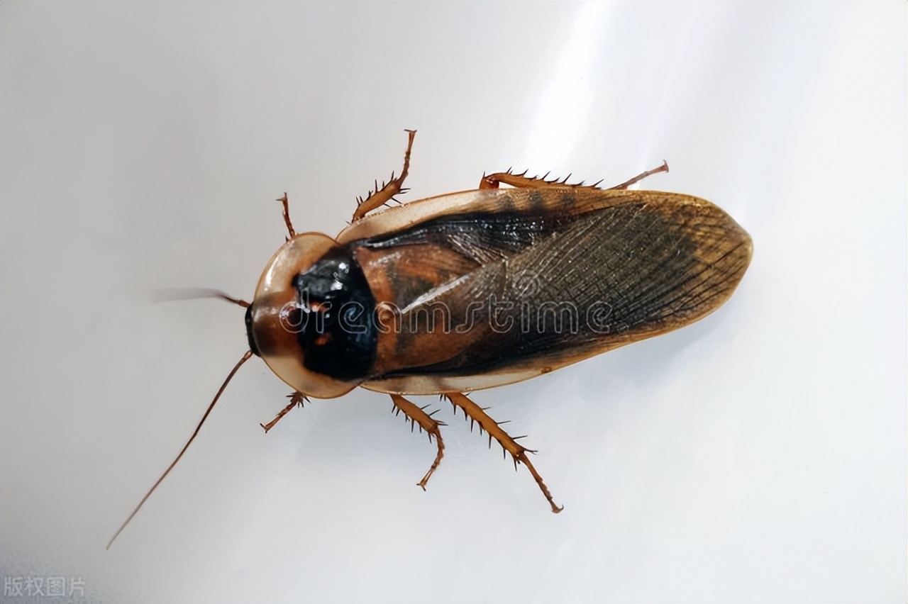 Are cockroaches afraid of mosquito coils? The best way to kill ...