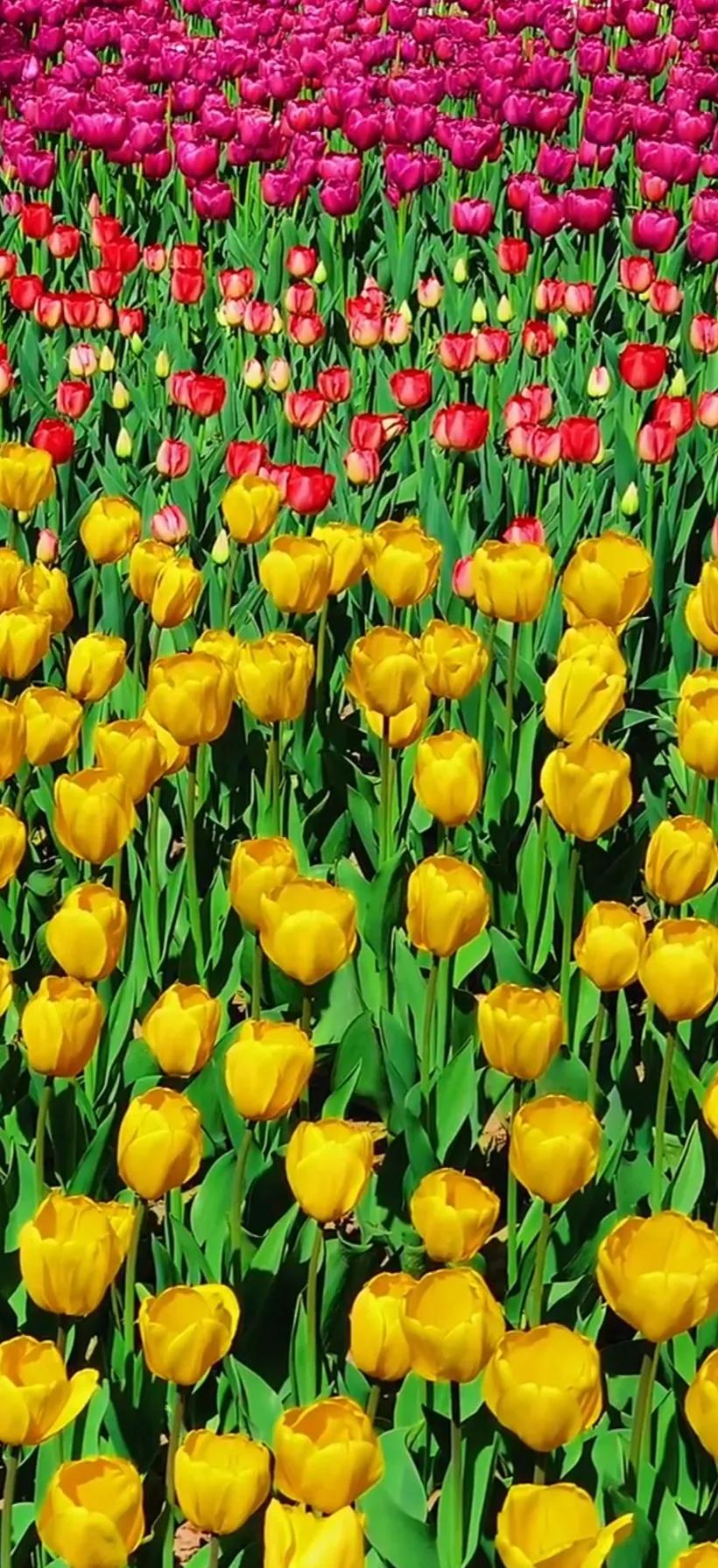 Share pictures, the most beautiful tulip flowers in May are endless ...