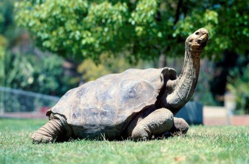The 100-year-old turtle has worked hard for 43 years to give birth to ...