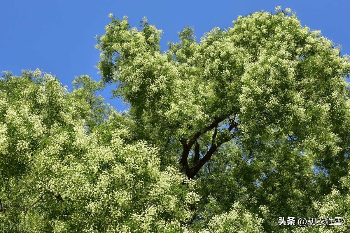 From Yu Dafu's "Autumn in the Old Capital", let's talk about the locust ...