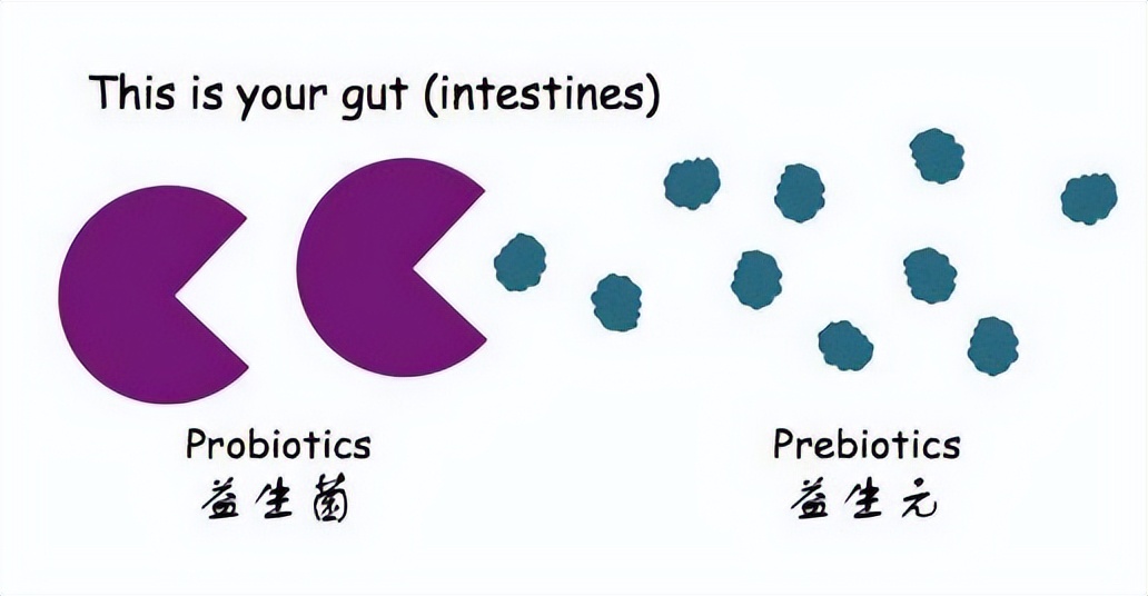 Prebiotics—the umbrella of the intestinal tract, a healthy intestine ...