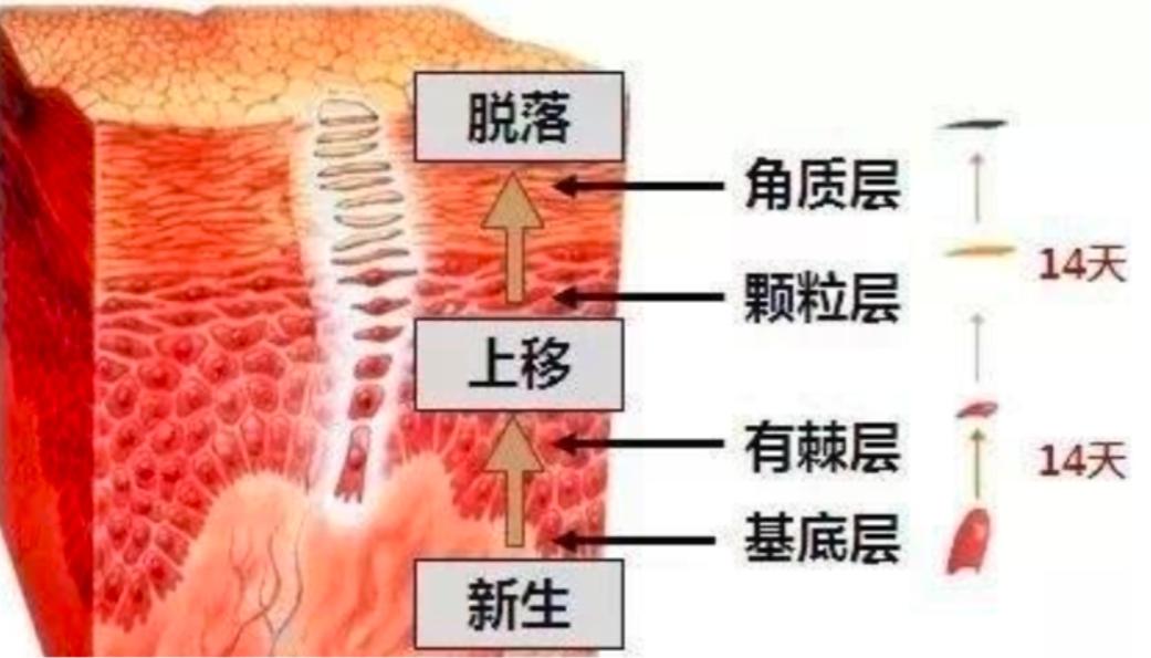 How weird is human skin?The most bizarre organ in the human body is ...