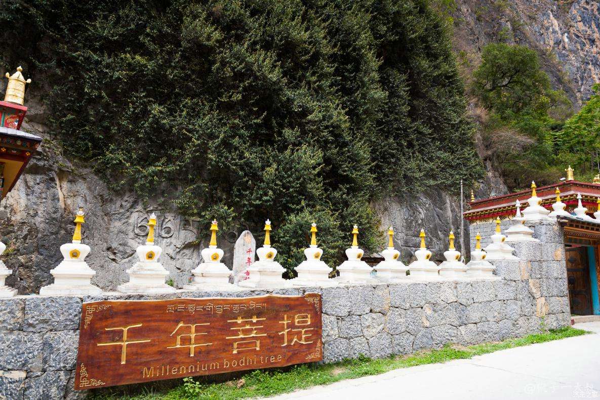 An ancient Bodhi tree three thousand years ago, a miracle occurred, let ...