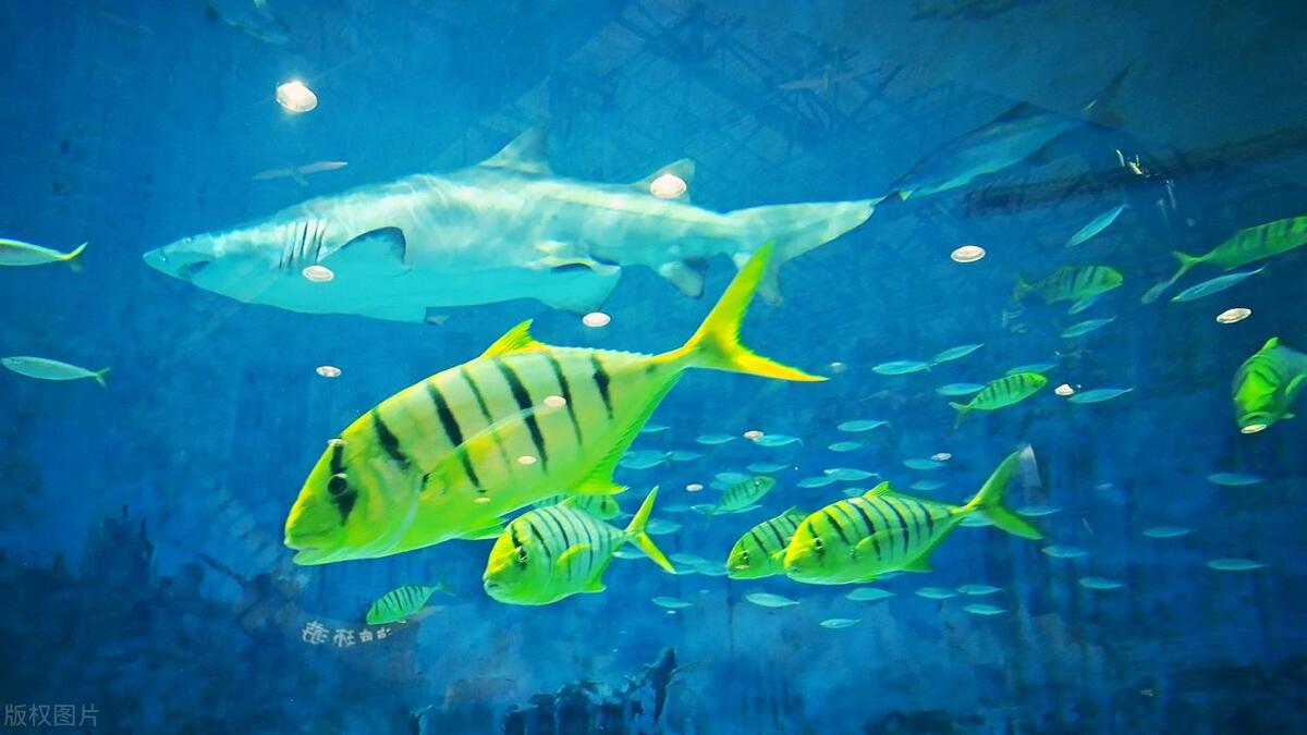 Wonderful presentation of dolphin and sea lion performance: Beijing ...