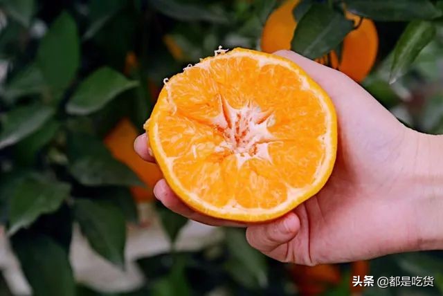 friends!Chunjian rake oranges, which were ripe and put on the shelves a ...