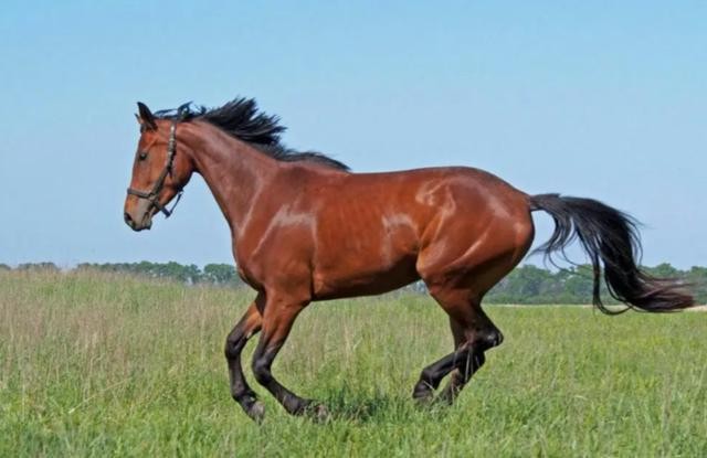 After Lu Bu was killed, Red Hare was fine. But after Guan Yu was killed ...