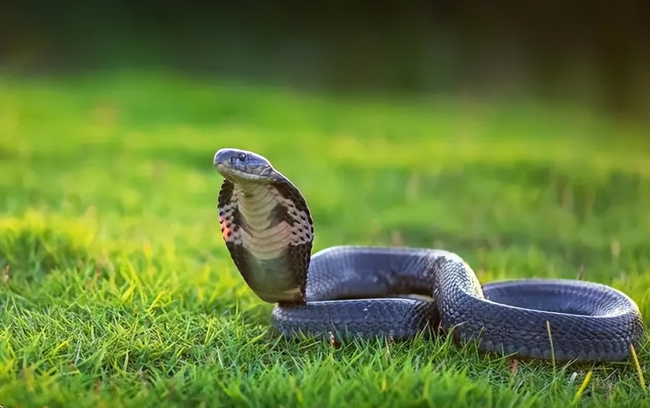 The 3-meter-long cobra gets stuck in the car!Can humans live with ...