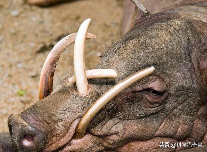 Two animals killed by themselves violate the laws of nature. Why do ...