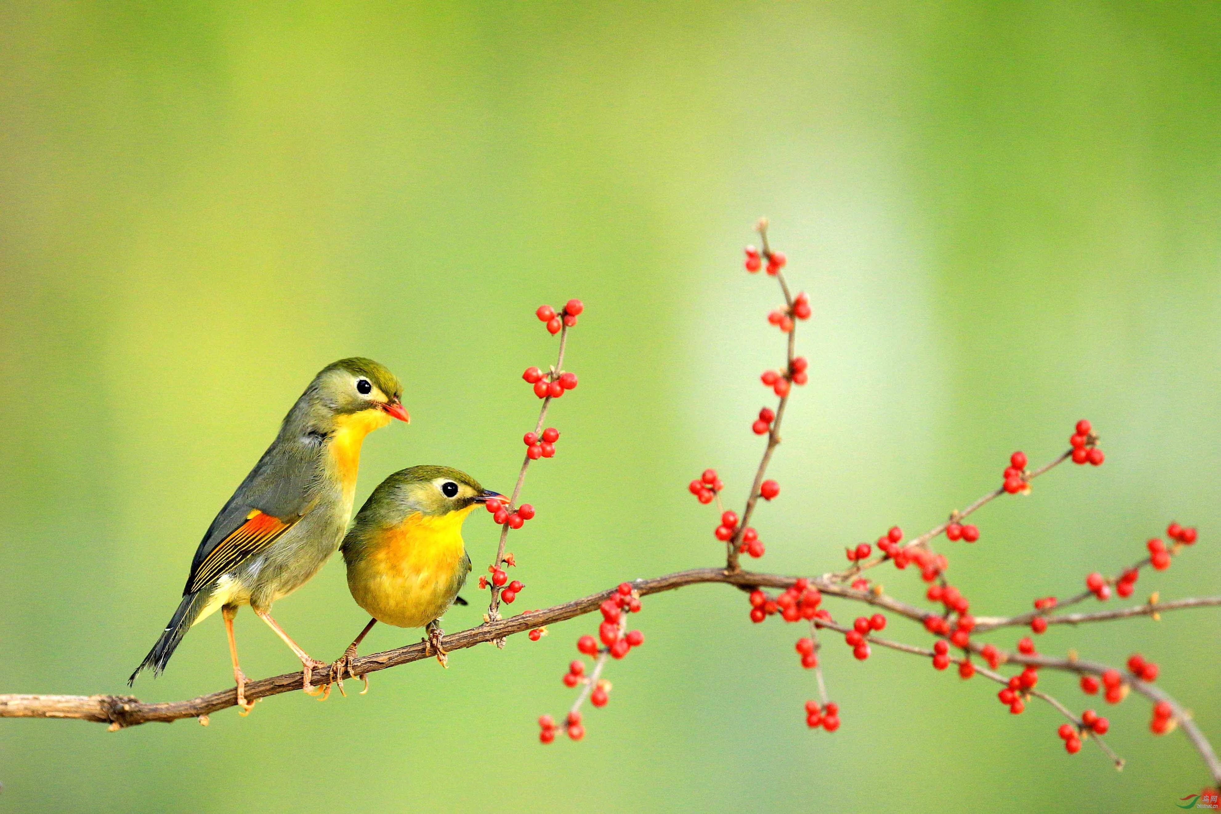 Do you know which animals represent the provinces? - iMedia