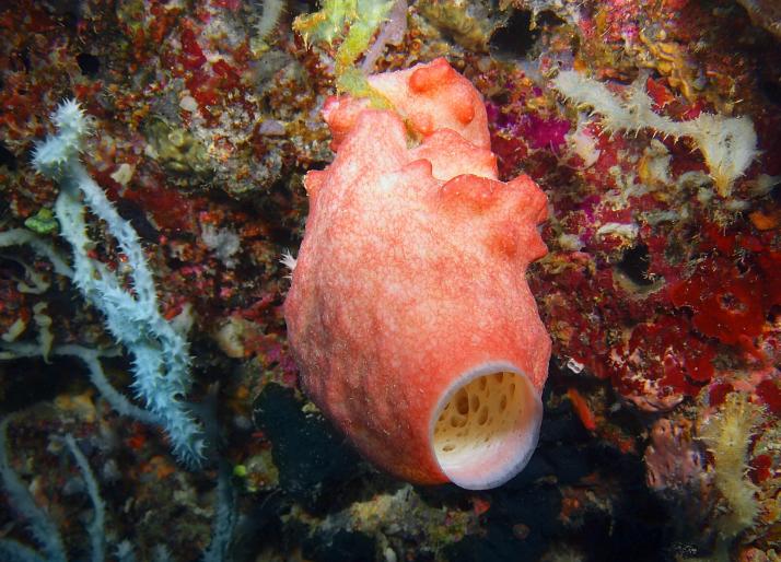 Smash can live! The sponges we use are their corpses, why did the ...