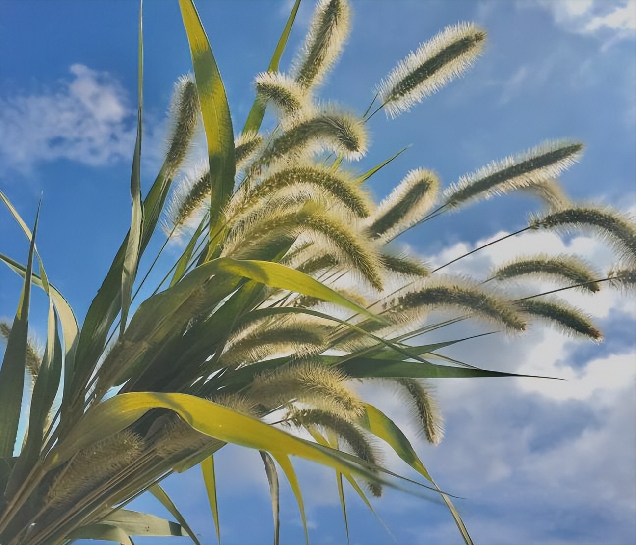 "Grass dog's tail" is a treasure, use it to boil water and drink, or it ...