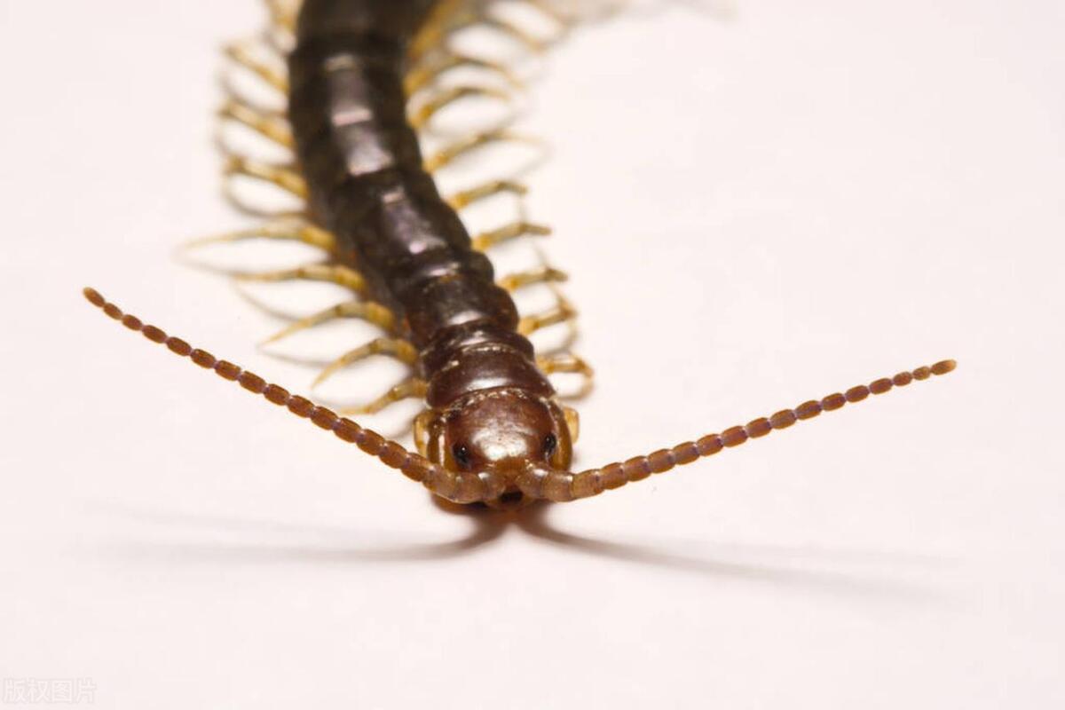 Who recruits centipedes? Can centipedes crawl into people's stomachs ...